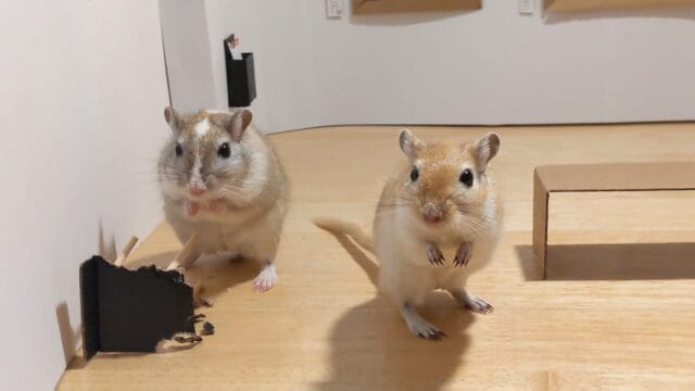 Two Curious Gerbils Visit (and Chew on) a Miniature Art Museum Made by ...