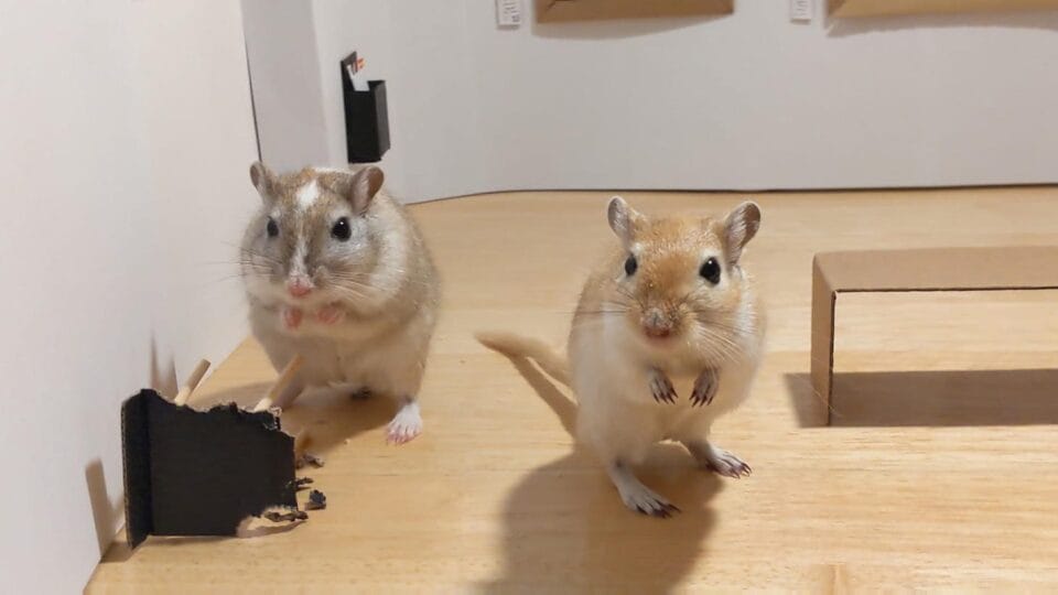 Two Curious Gerbils Visit (and Chew on) a Miniature Art Museum Made by ...